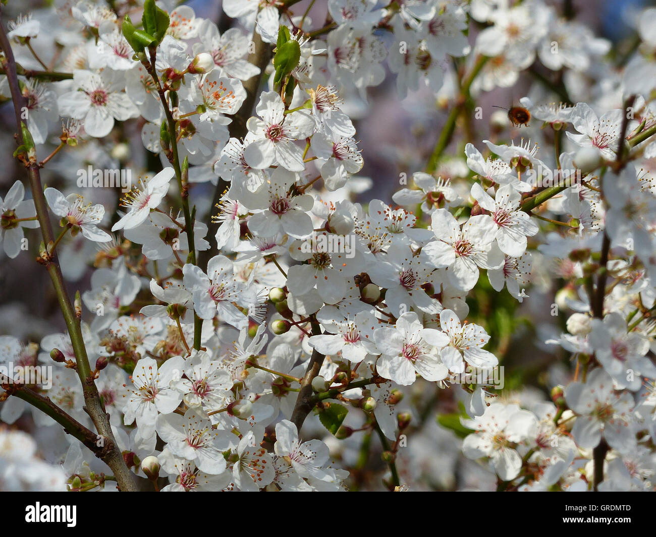 Mirabelles tree hi-res stock photography and images - Alamy
