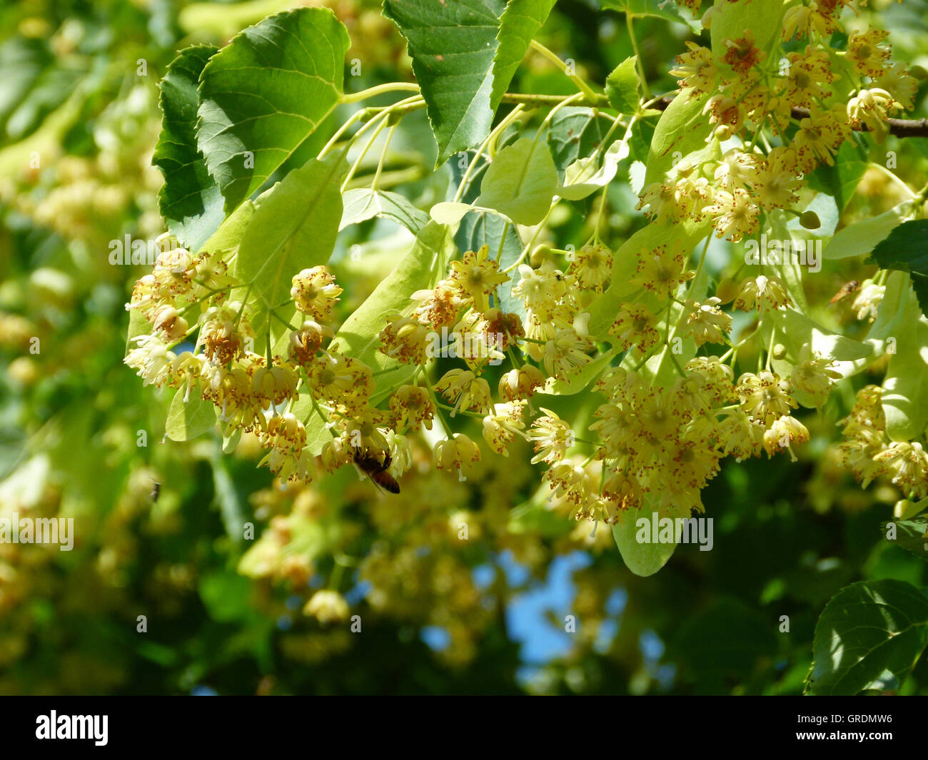 Lime tree blossoms hi-res stock photography and images - Alamy