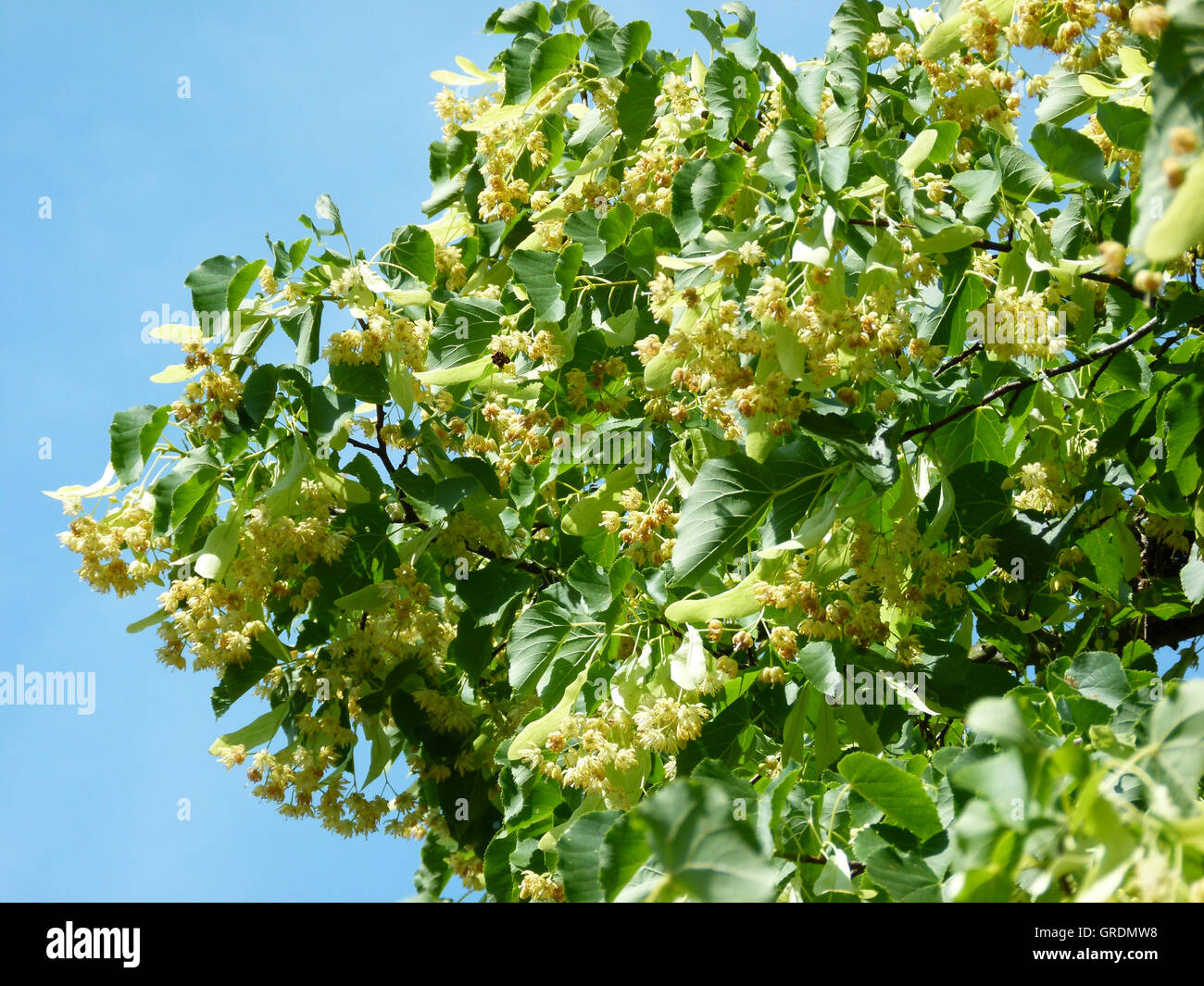 Lime tree blossoms hi-res stock photography and images - Alamy