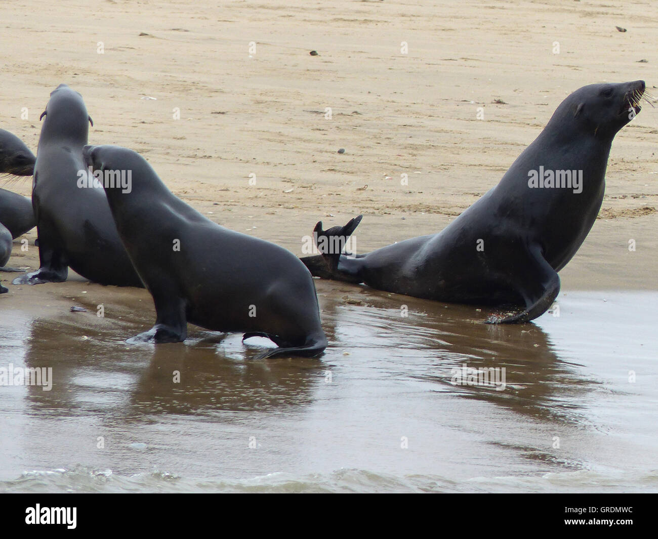 Common Seals On A Sandbar And In The Water, Atlantic Ocean Stock Photo ...