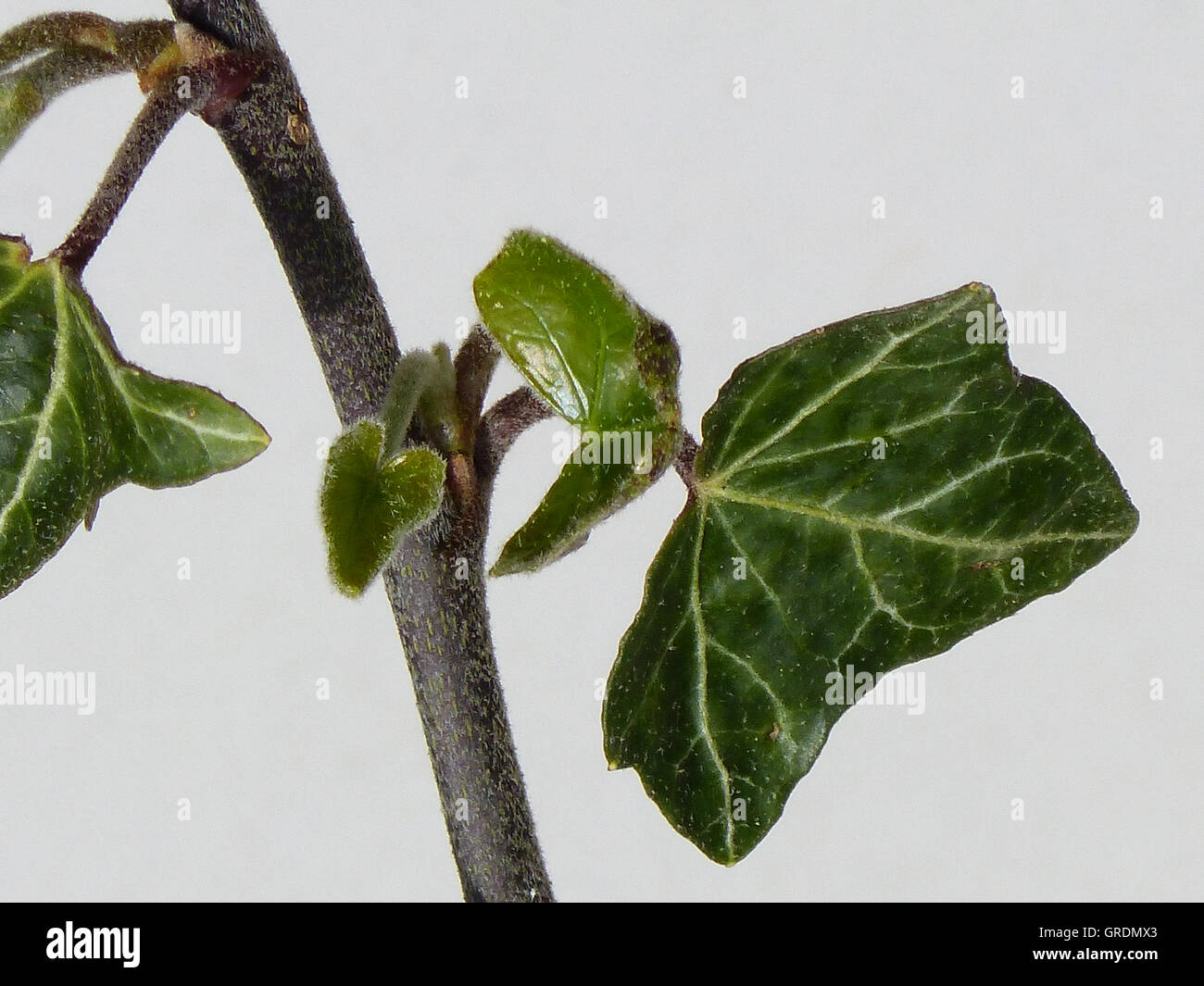 Common Ivy, Hedera Helix Stock Photo - Alamy