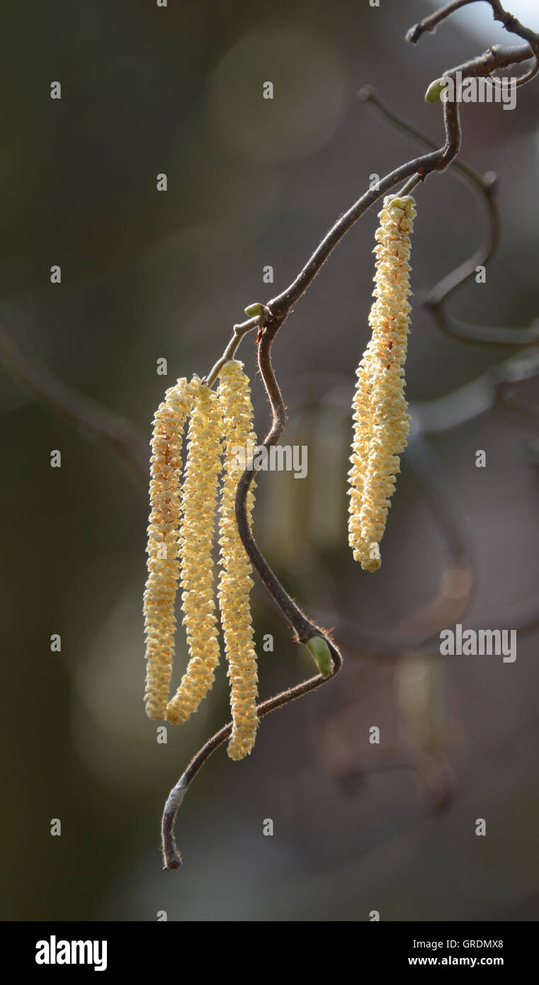 Blooming Corkscrew Hazel, Symbol For Pollen Allergy Stock Photo - Alamy