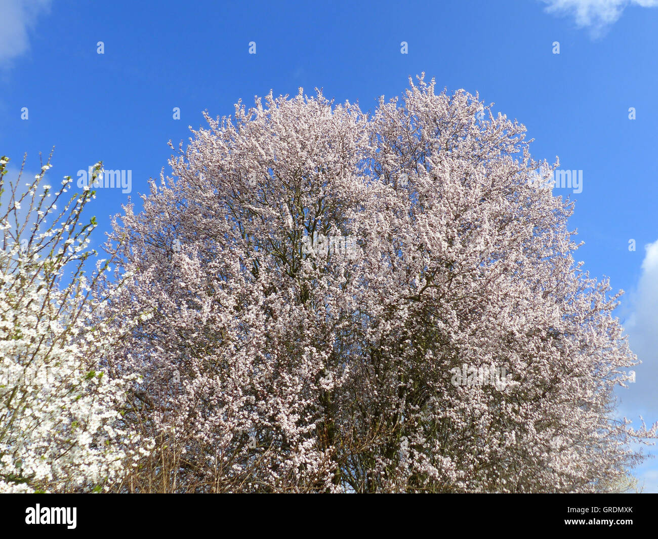 Spring blooming trees hi-res stock photography and images - Alamy