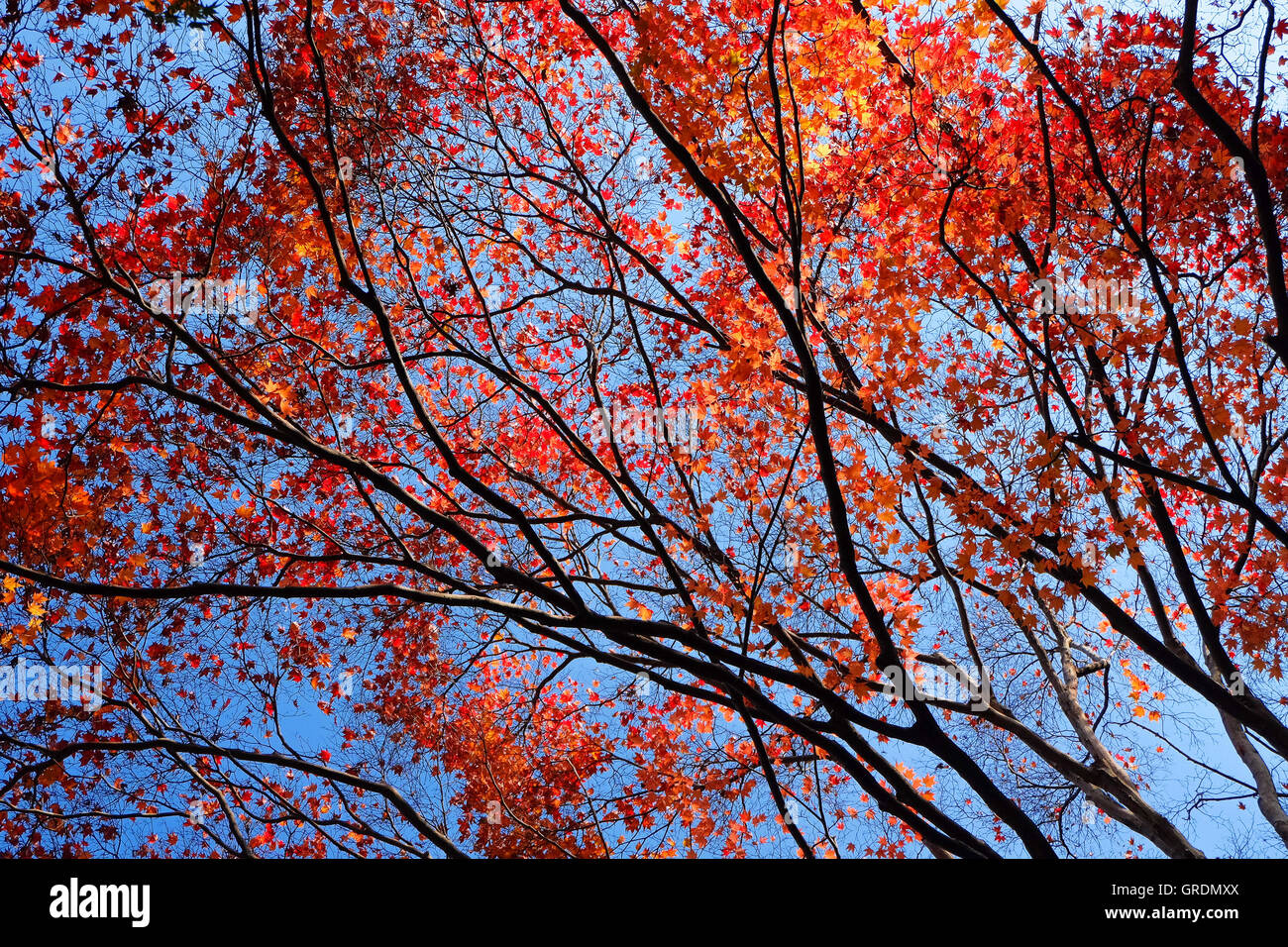 Autumn Colours in Japan Stock Photo - Alamy