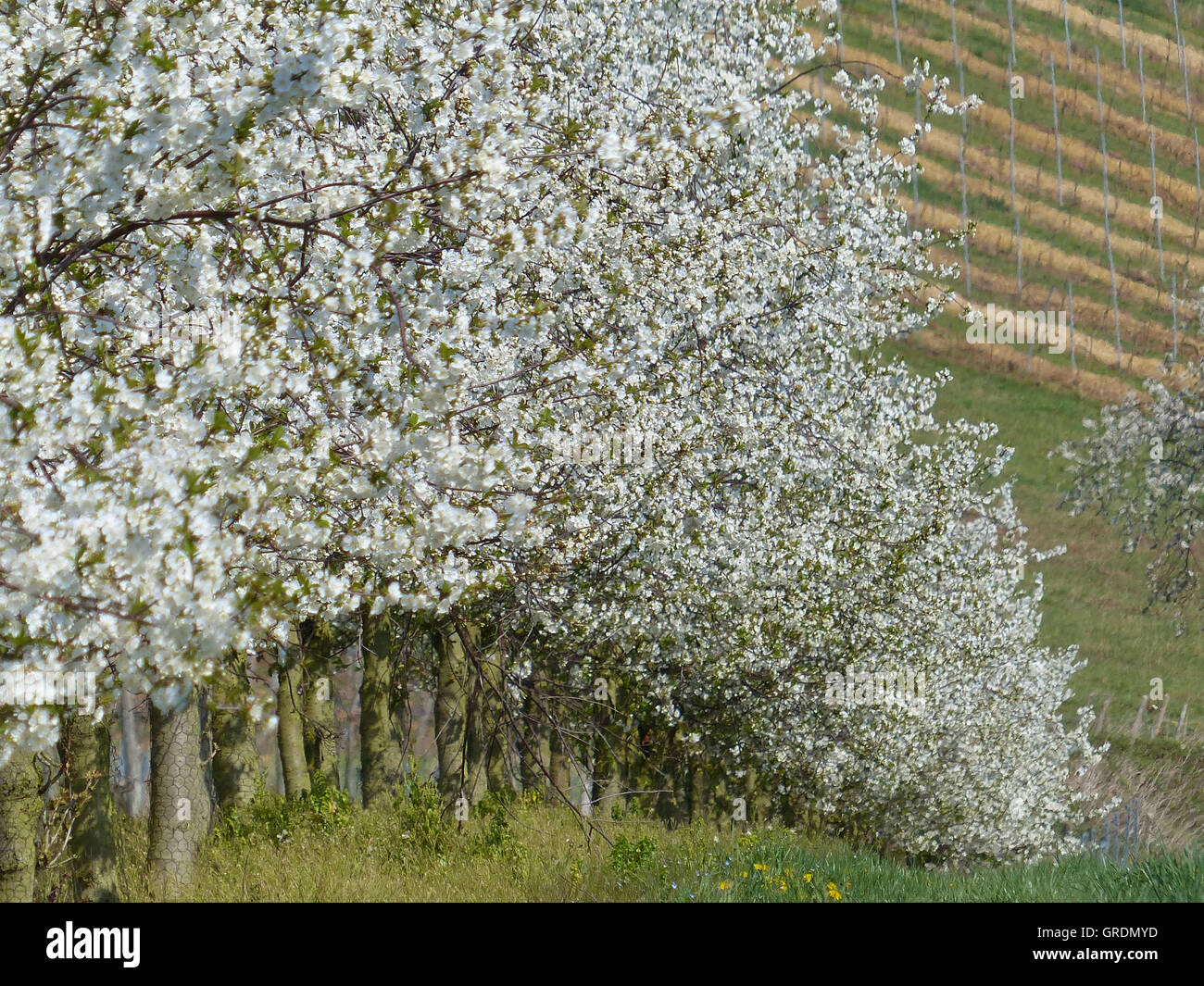 Morello trees hi-res stock photography and images - Alamy