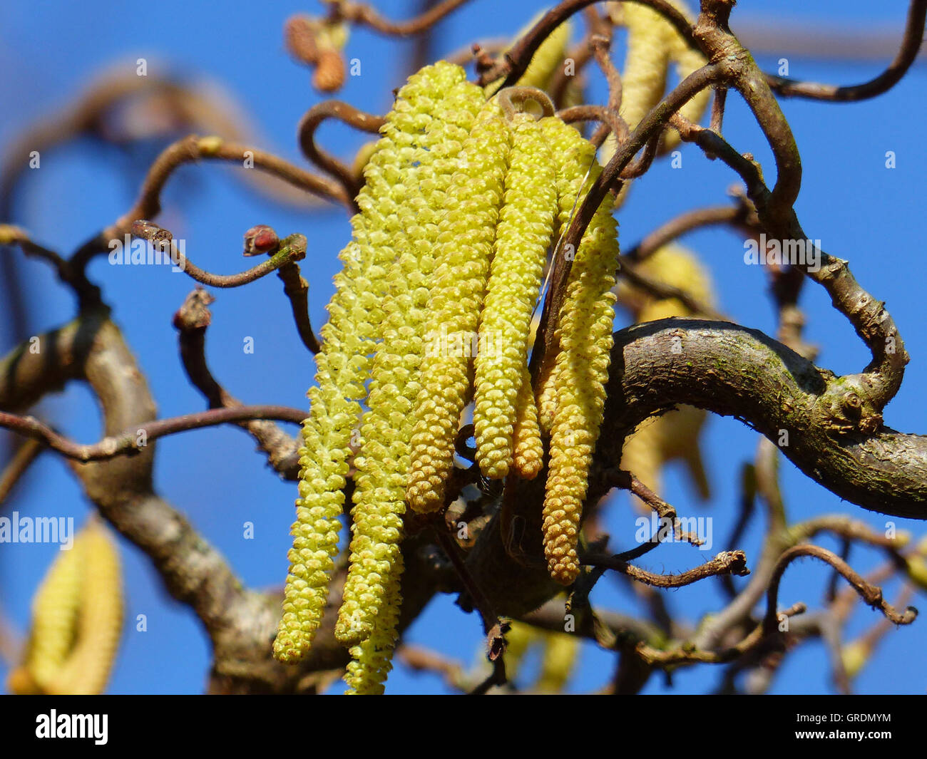 Blooming Corkscrew Hazel, Symbol For Pollen Allergy Stock Photo - Alamy