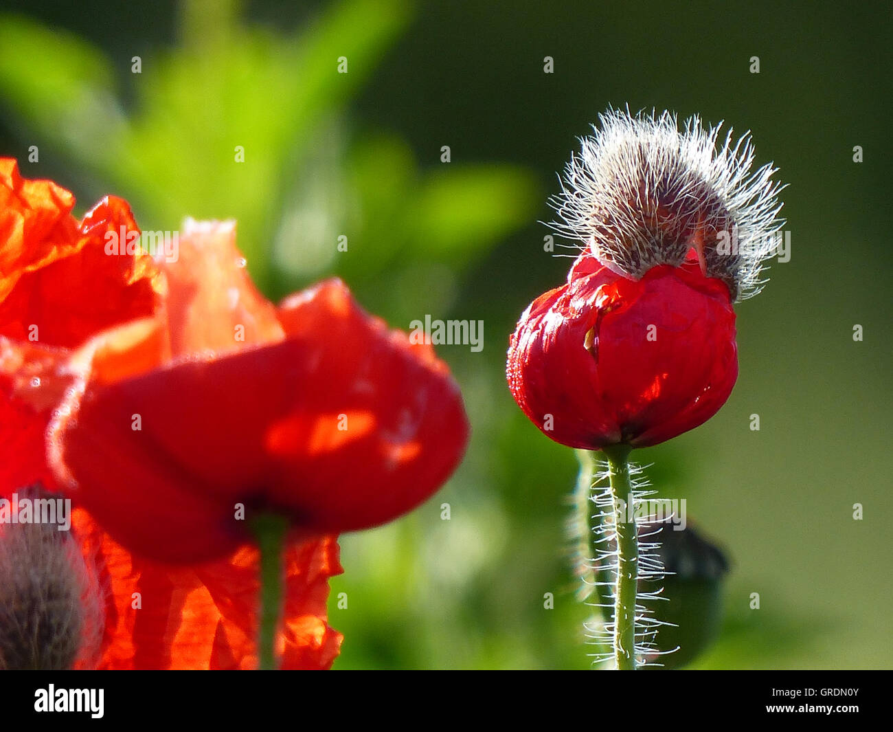 Papaver rhoeas blooms hi-res stock photography and images - Alamy