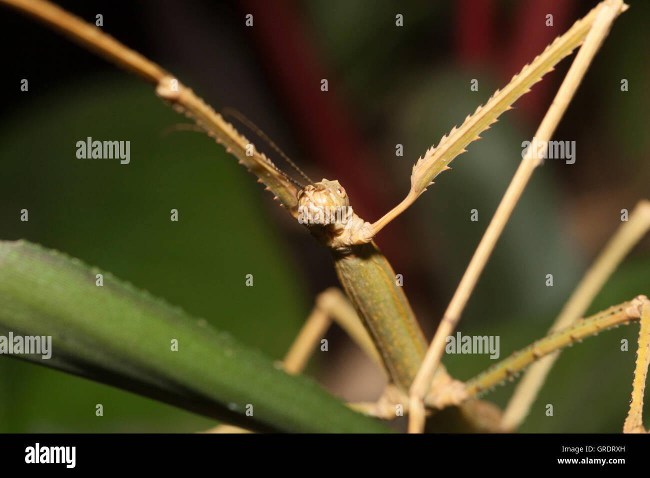 Stick Insect Sitting On A Leaf Stock Photo - Alamy