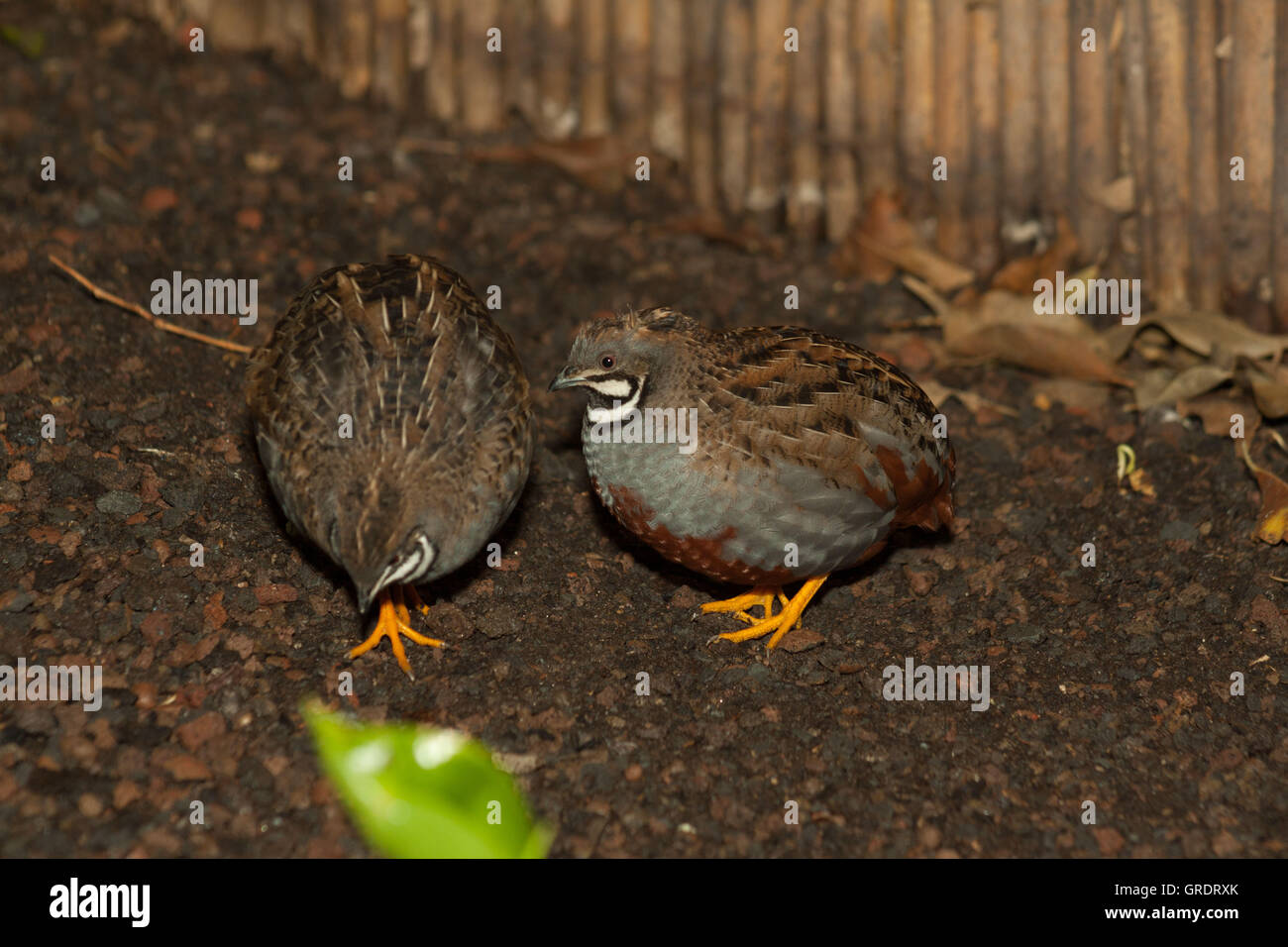 Two Bantams On The Floor Of The Cage Stock Photo - Alamy
