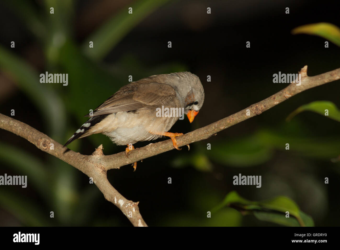 Zebra Finch Sitting On A Branch And Looks Down Stock Photo - Alamy