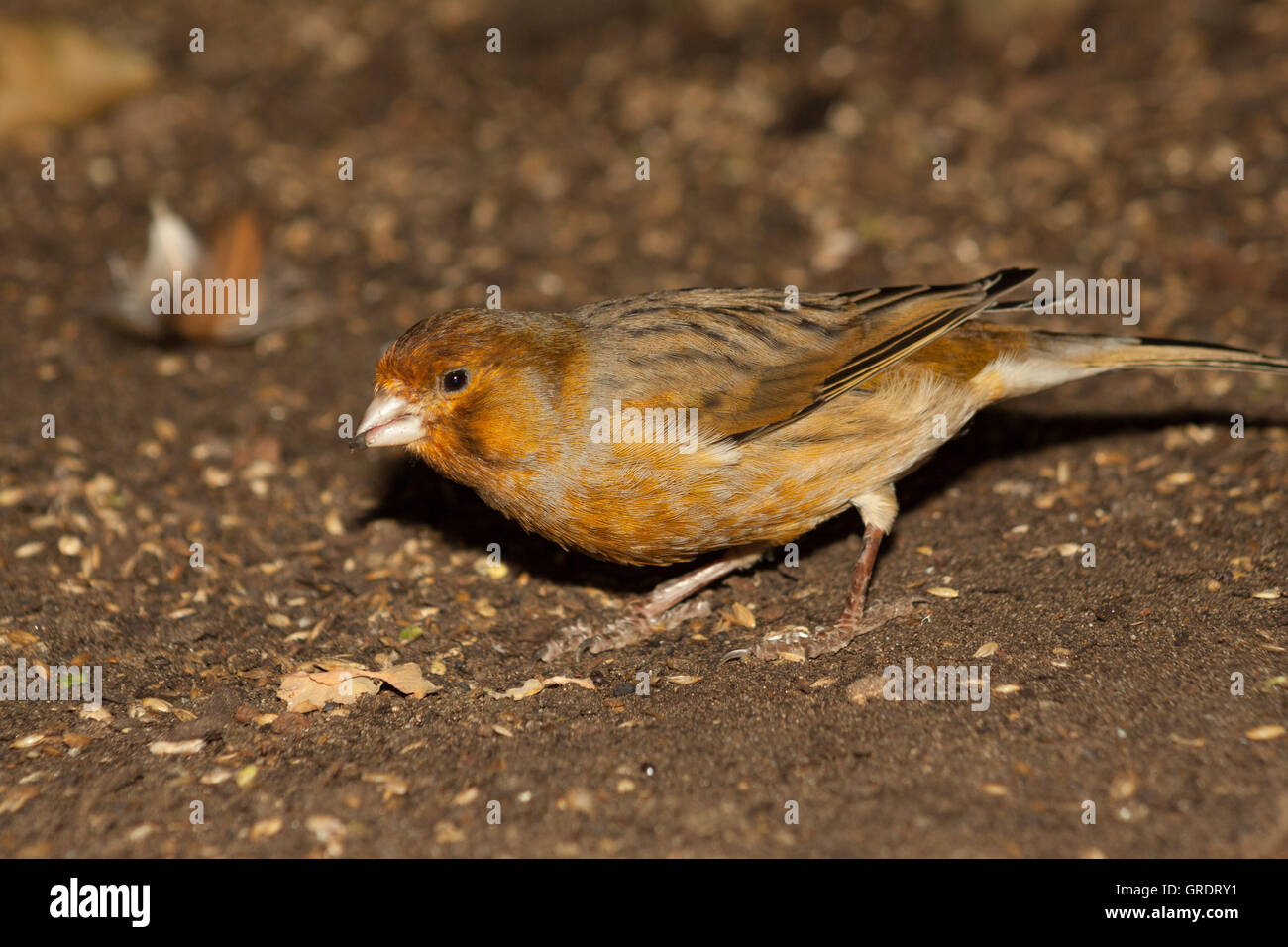 Finch tail feathers hi-res stock photography and images - Alamy