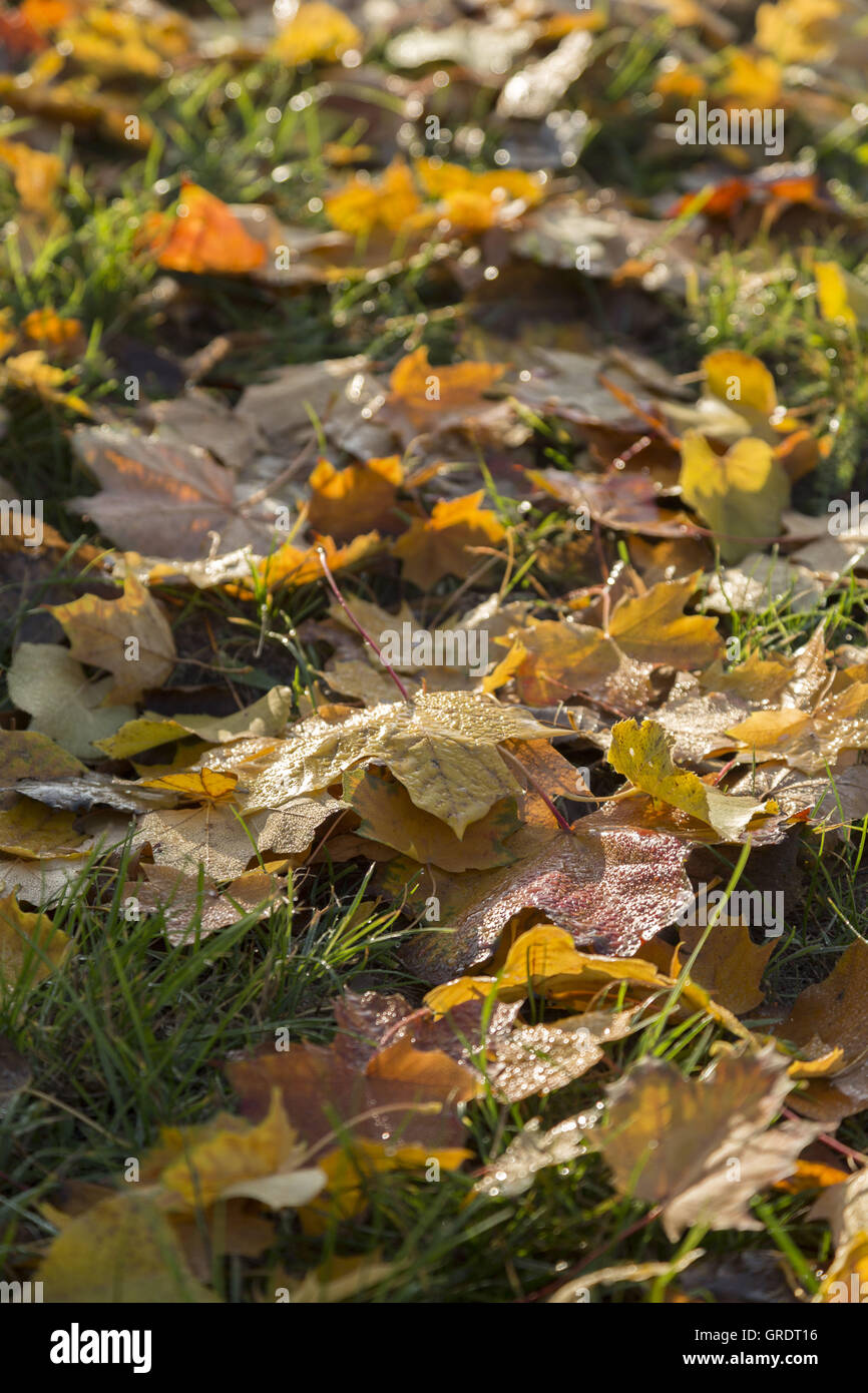 Autumnal Discolored Leaves With Drops Of Dew On The Ground Of A Meadow ...