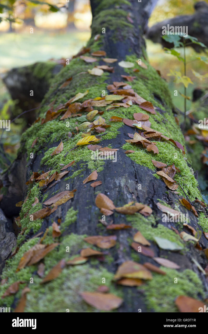 Old Fallen Tree Trunk Covered With Moss And Autumnal Leaves Stock Photo ...