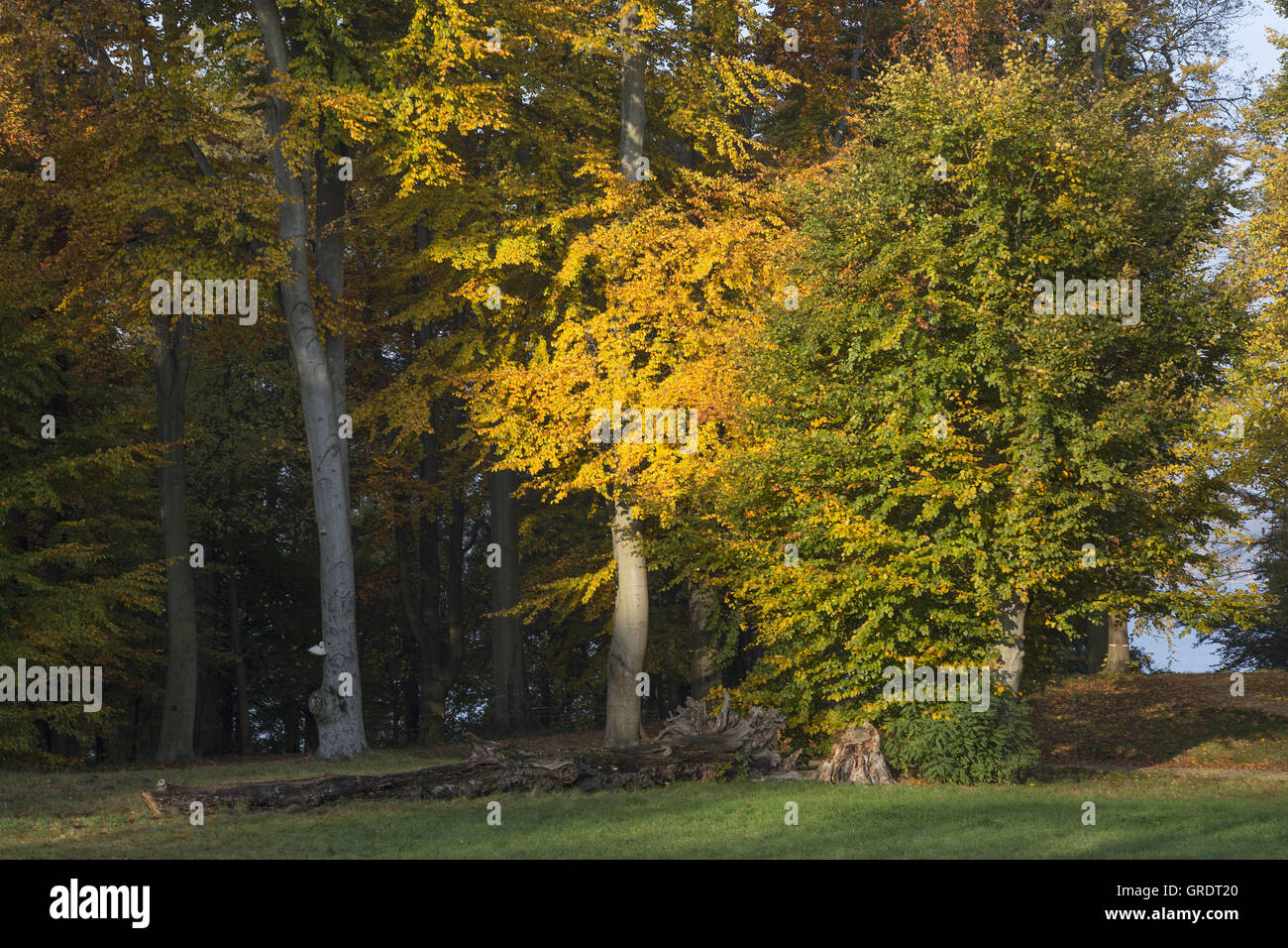Autumn Colored Trees In The Park Lit From The Sun Stock Photo - Alamy