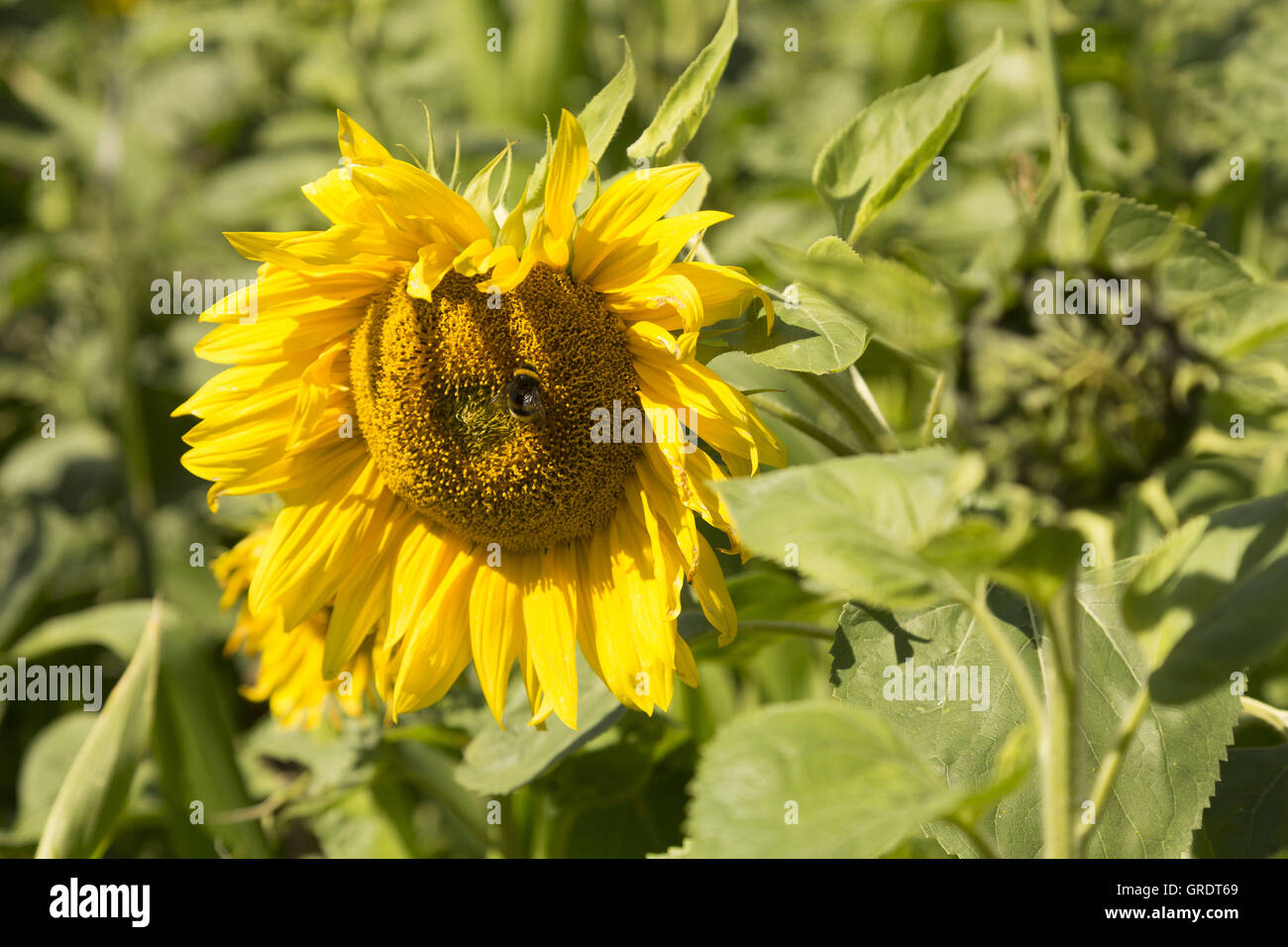 Individual Sunflower Blossom With Bumblebee In A Large Field Of ...