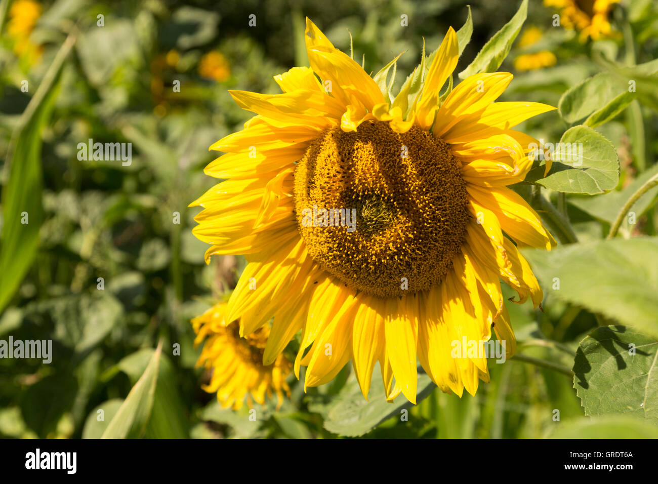 Single Sunflowers Bloom In A Large Field Of Sunflowers Stock Photo - Alamy