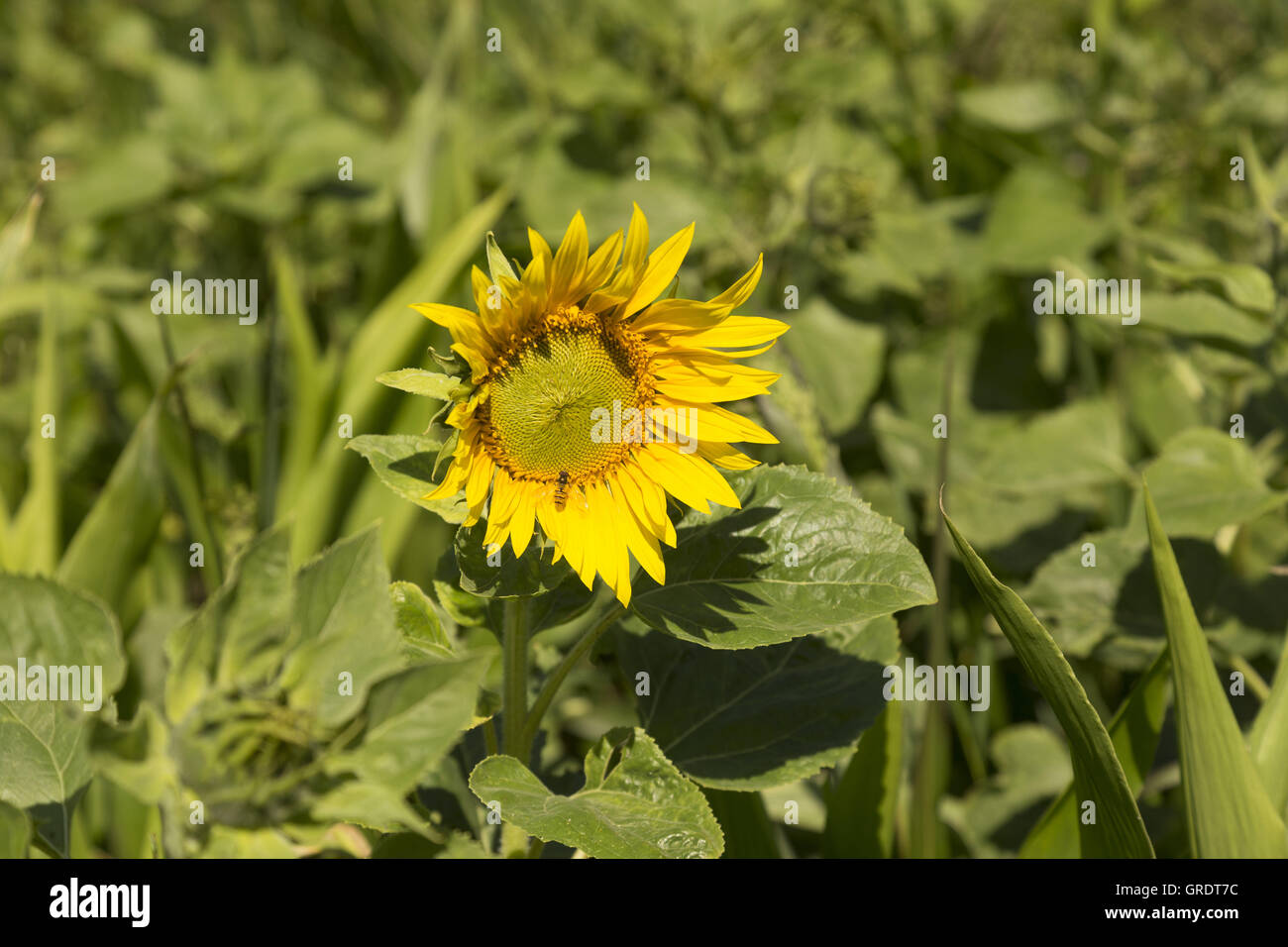 Sunflower With A Hoverfly In A Field Stock Photo - Alamy