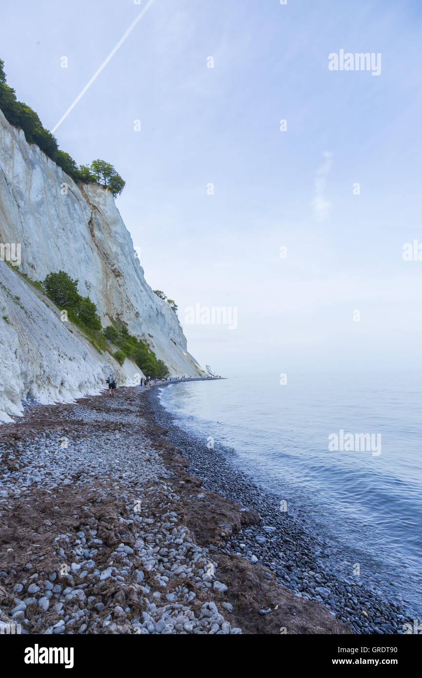 Stony Beach On The Cliff With Limestone Cliffs In Mons Klint Denmark ...
