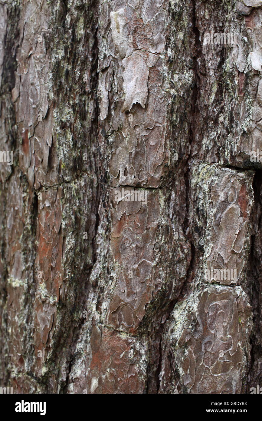 Bark decay texture hi-res stock photography and images - Alamy