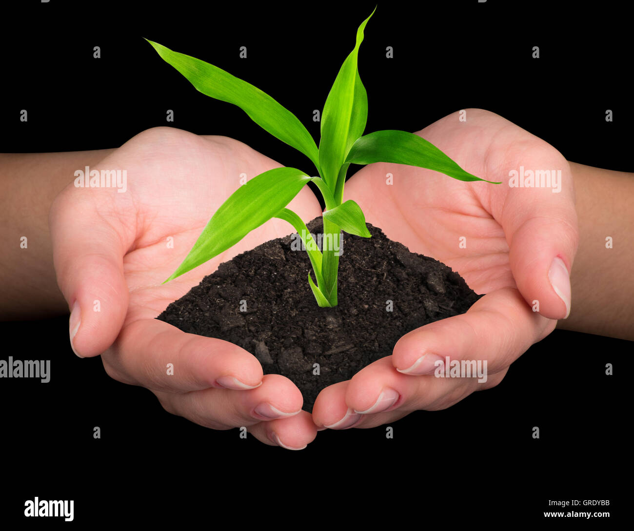 plant in hands Stock Photo - Alamy