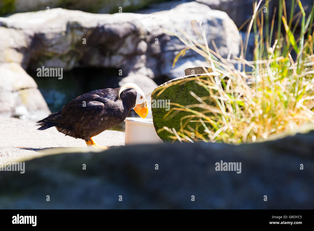 Birds at Zoo Stock Photo - Alamy