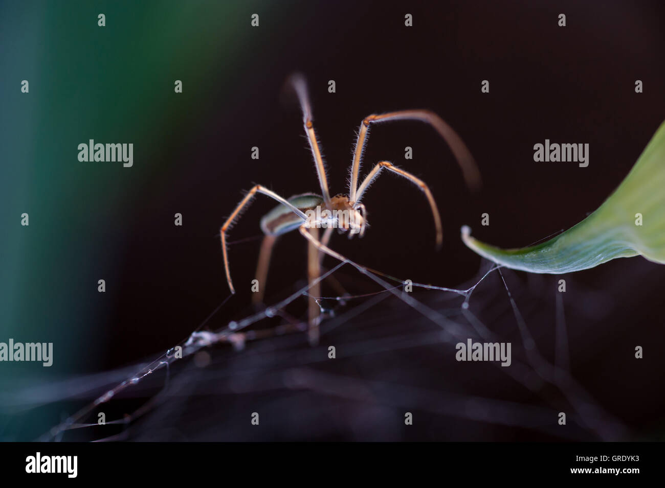 spider close up Stock Photo - Alamy