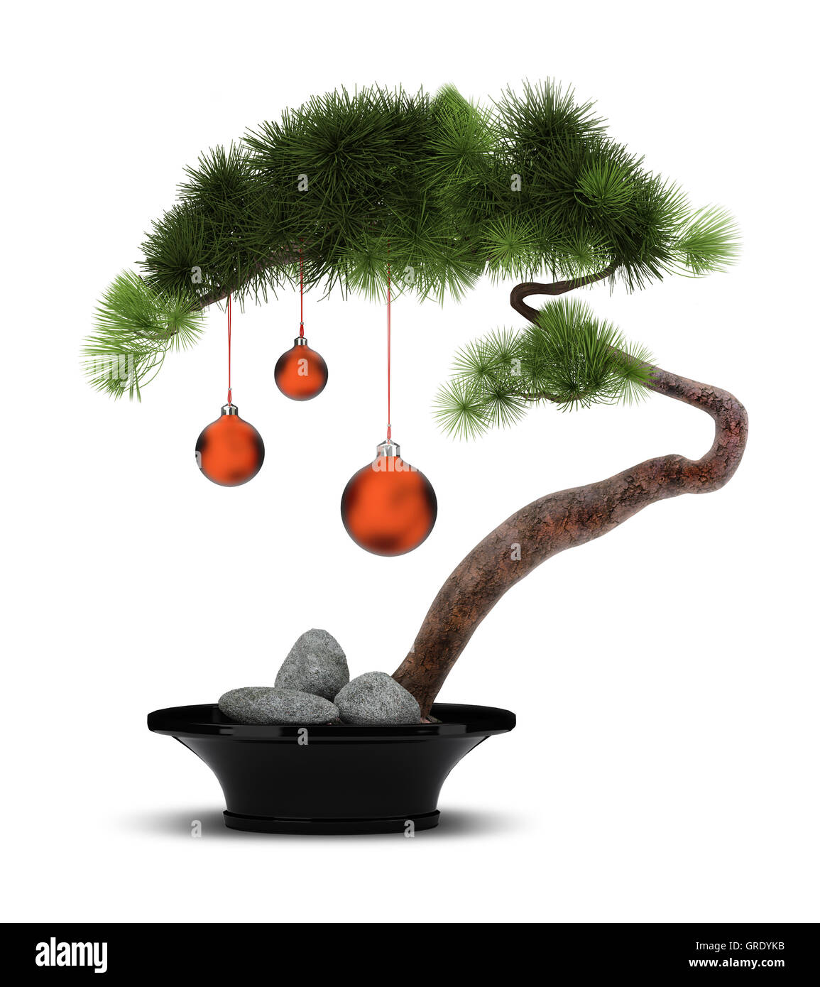 Chinese white pine tree Cut Out Stock Images & Pictures - Alamy