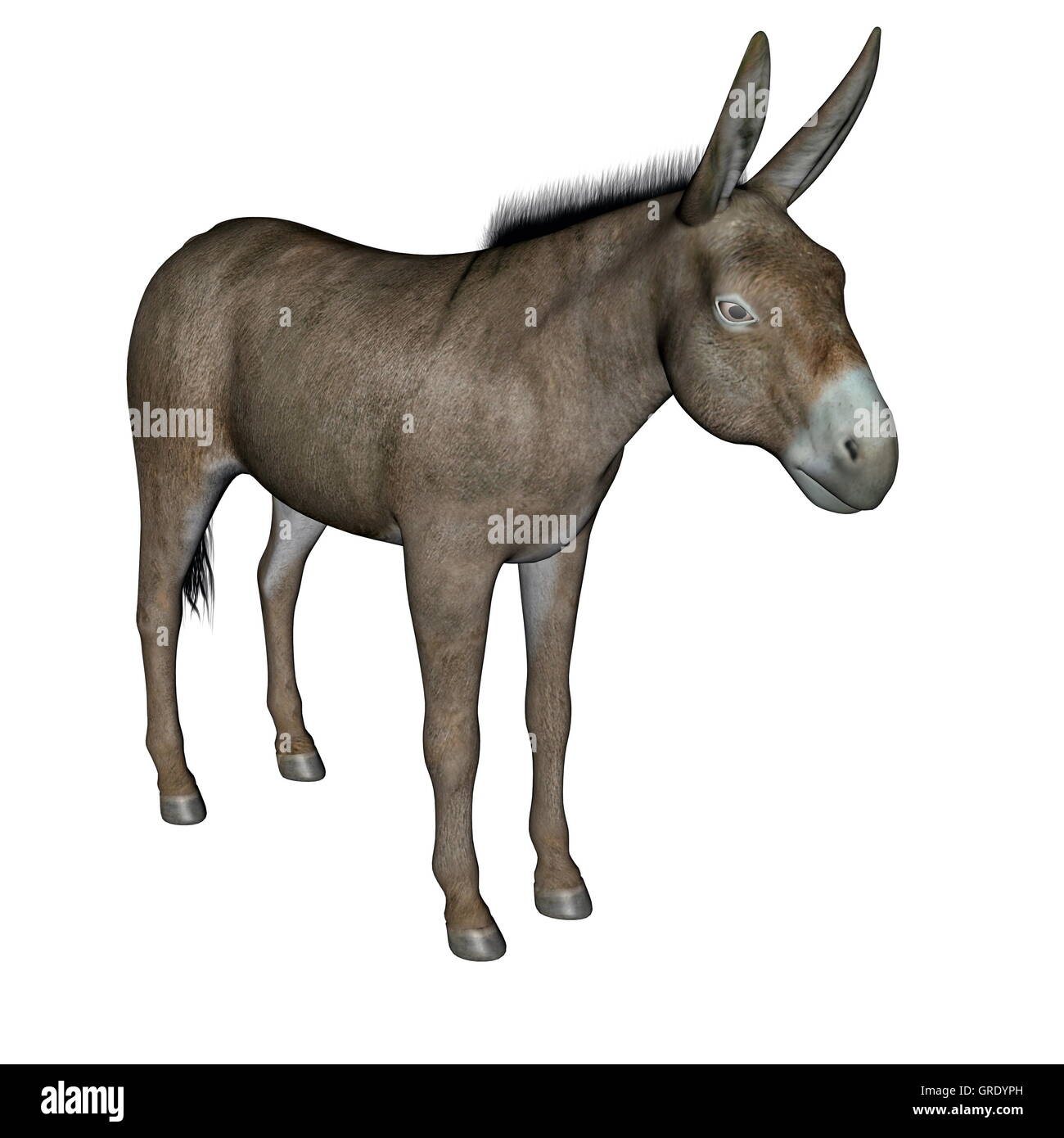 One donkey Cut Out Stock Images & Pictures - Alamy