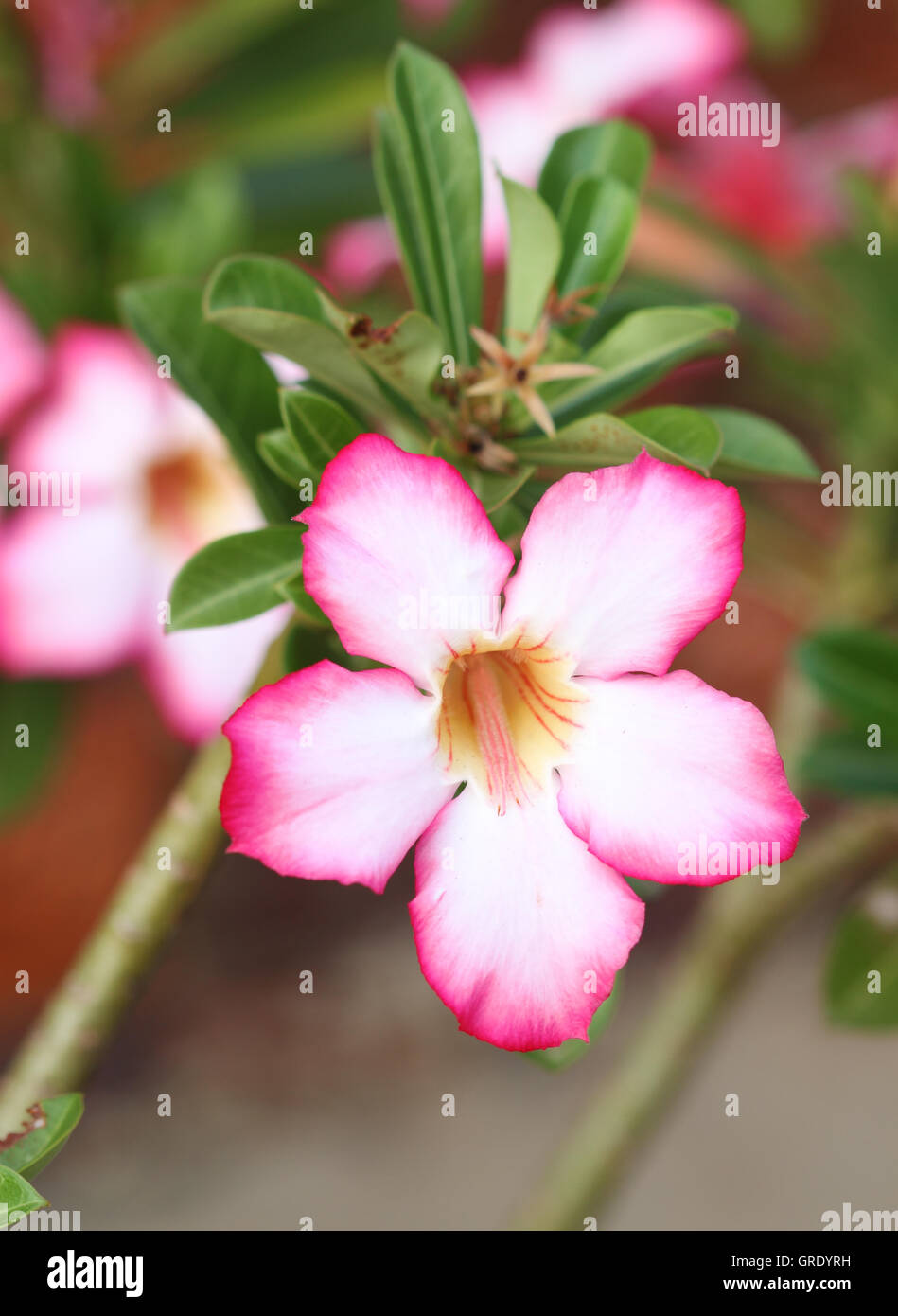 Tropical flower Pink Adenium Stock Photo - Alamy
