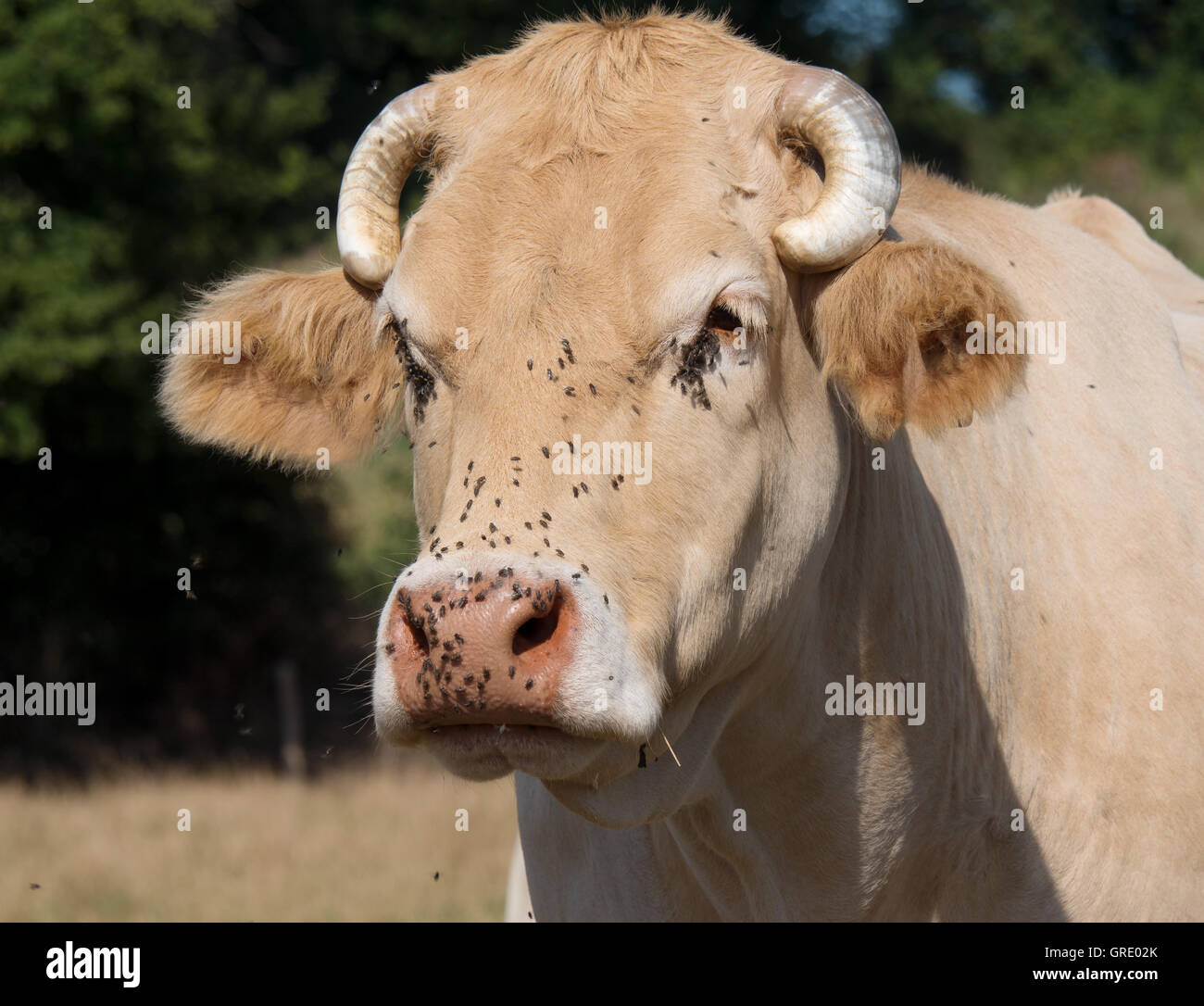 a close up on the head of a cow with flies Stock Photo - Alamy