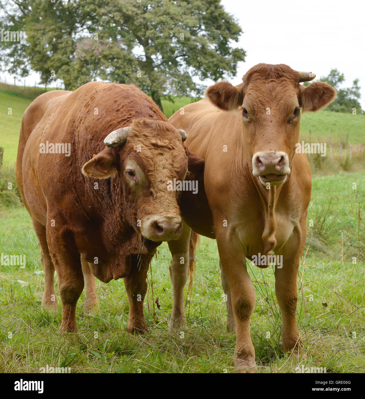 a cow and a bull in a meadow Stock Photo - Alamy