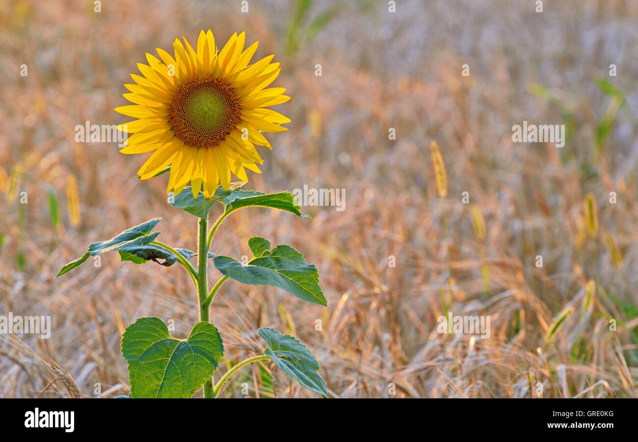 Sunflowe hi-res stock photography and images - Alamy