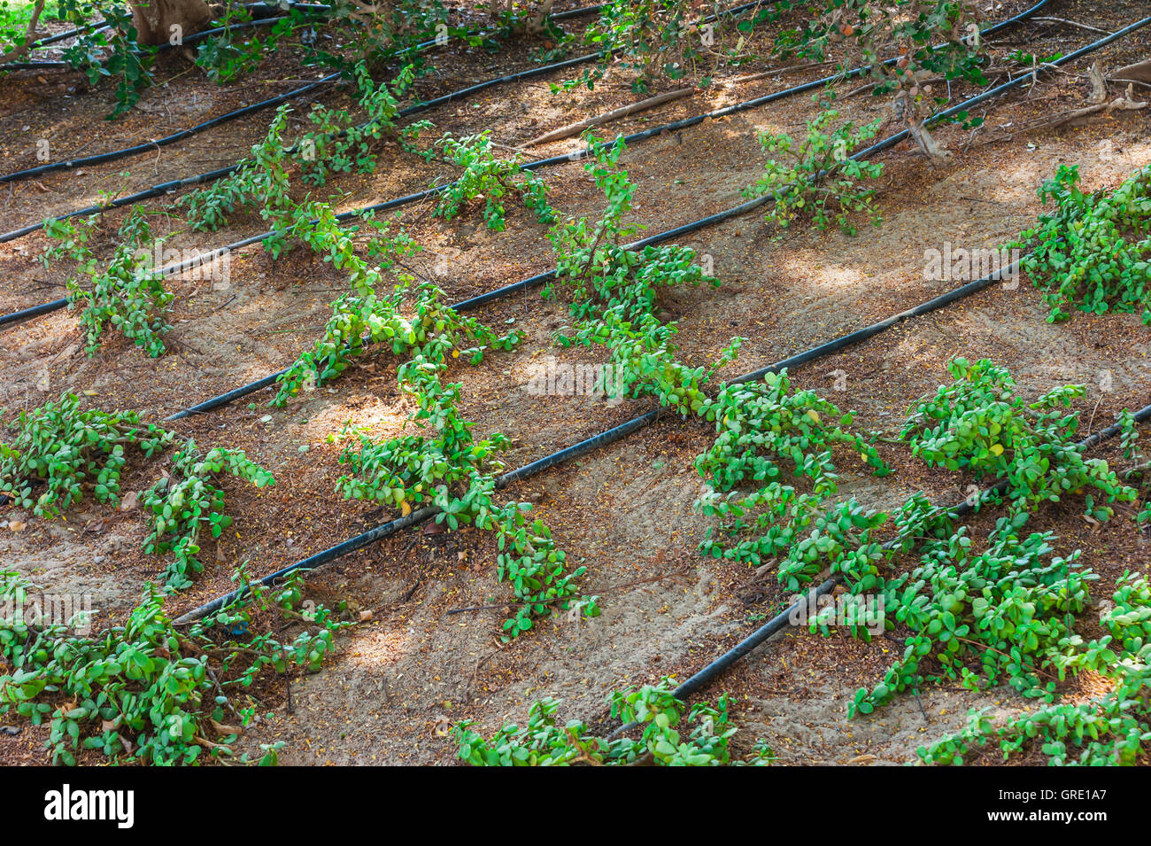 Plumbing on the lawn watering flowers Stock Photo - Alamy