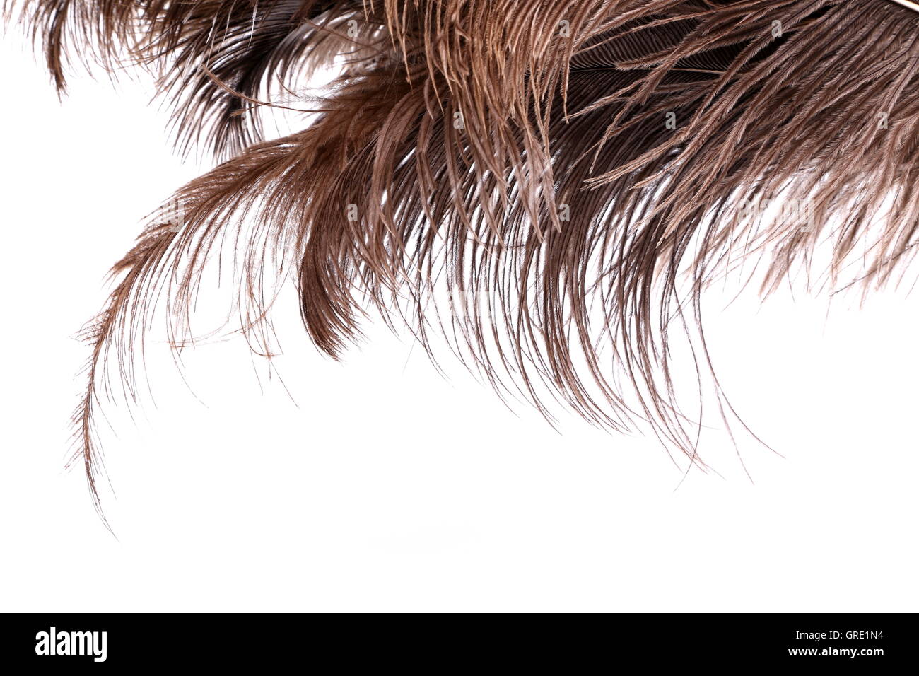 Upper wing feather pattern hi-res stock photography and images - Alamy