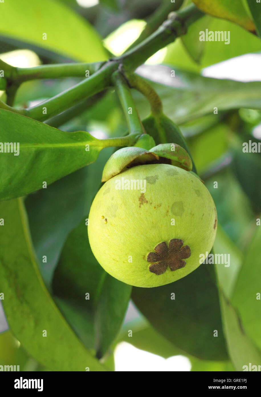 Young mangosteen on tree Stock Photo - Alamy