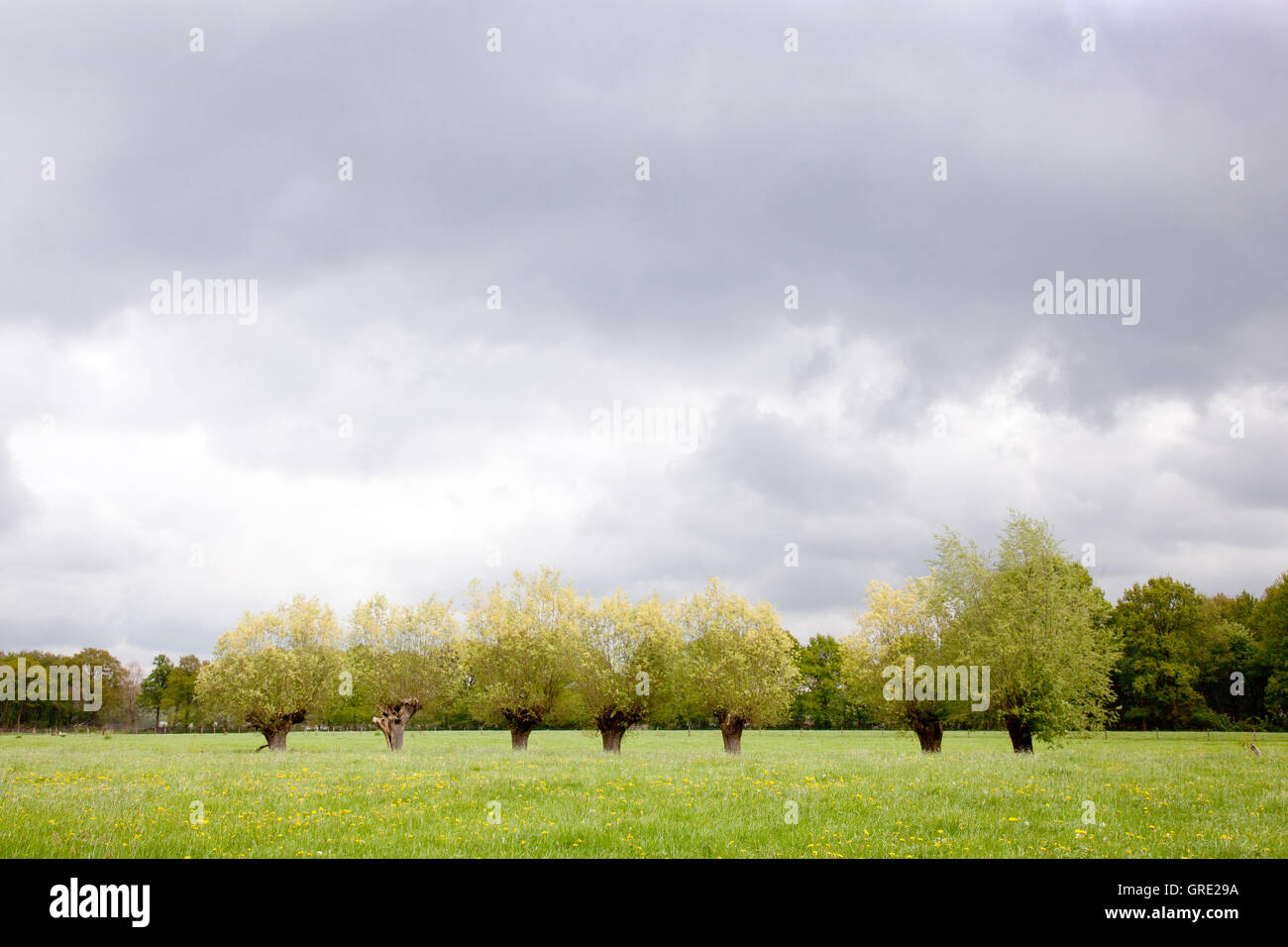 row of blossoming willows Stock Photo - Alamy