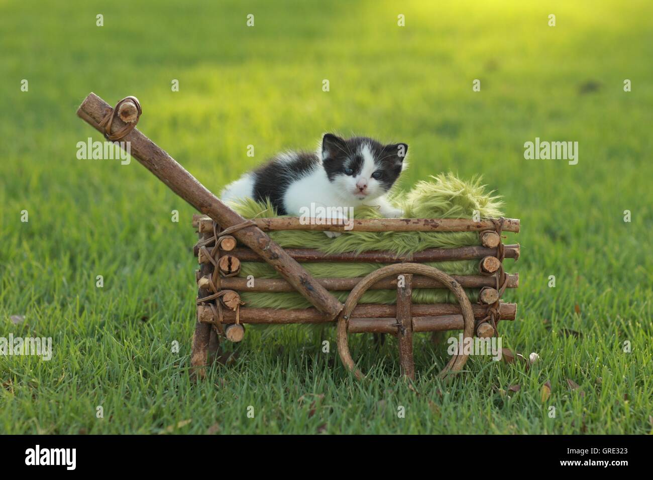 Baby Kitten Outdoors in Grass Stock Photo - Alamy