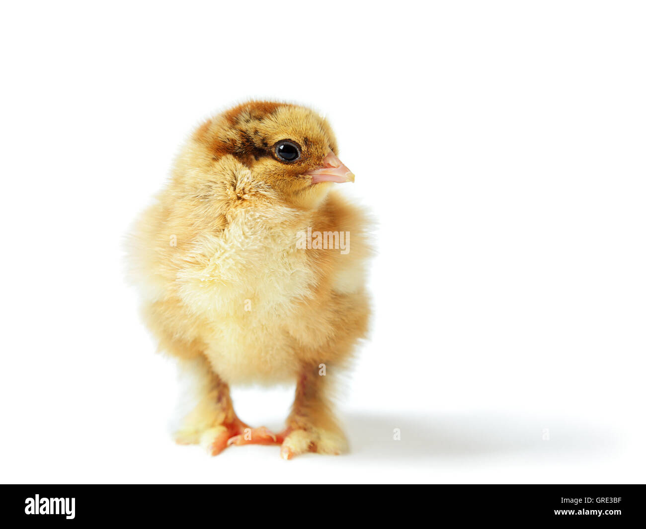 Orange hen Cut Out Stock Images & Pictures - Alamy
