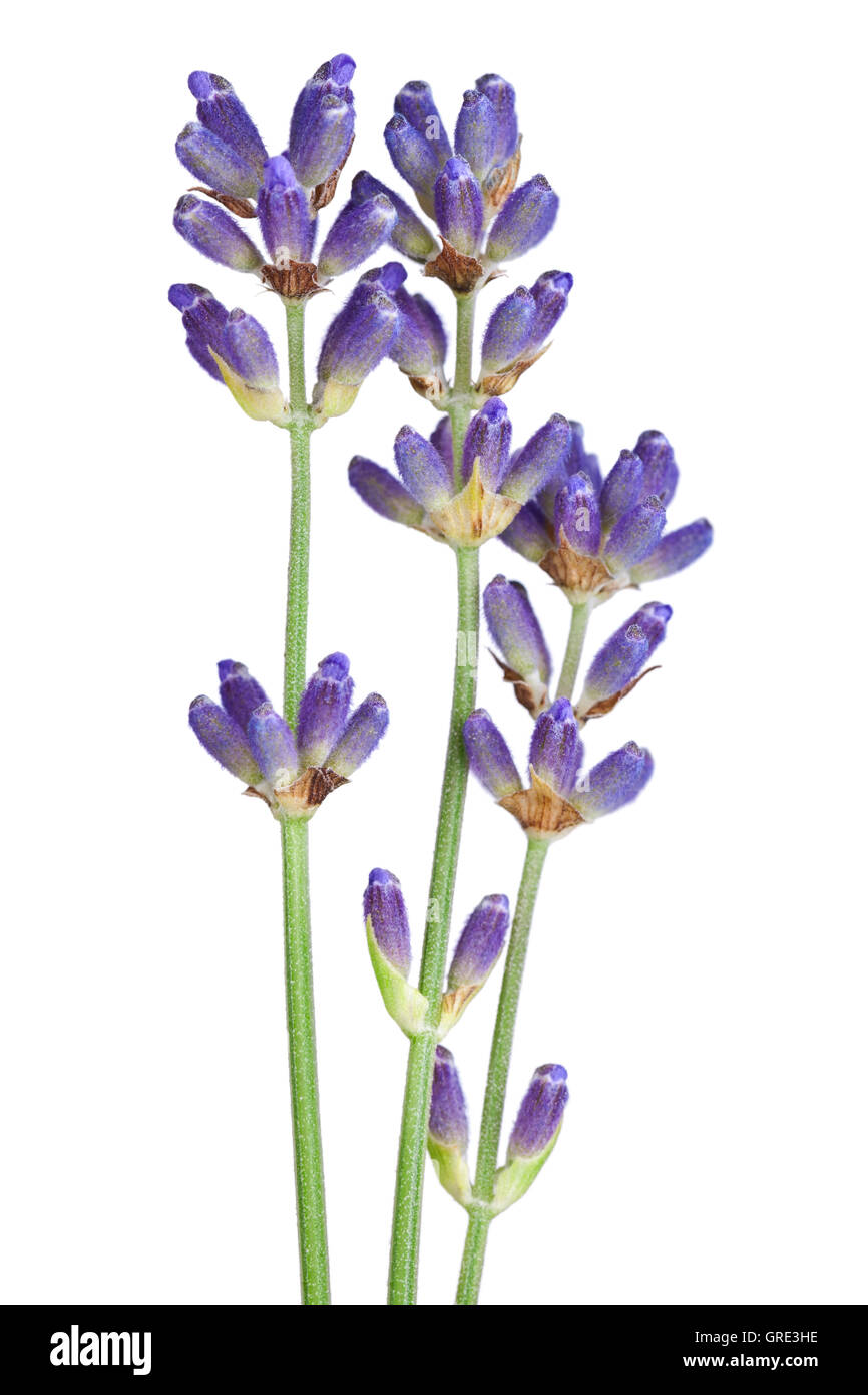 Plant of lavender Cut Out Stock Images & Pictures - Alamy