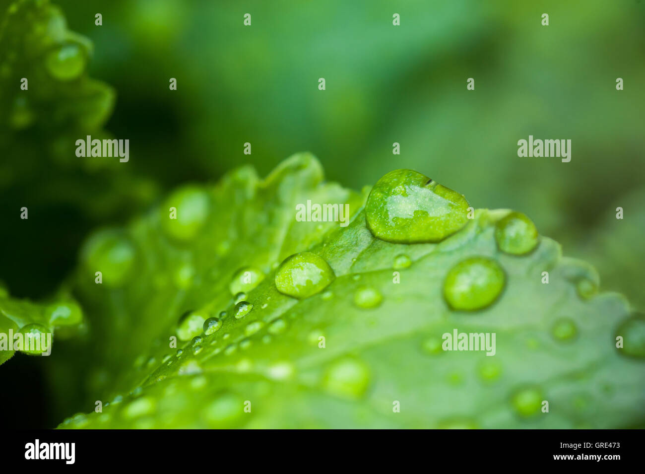 Droplets of the rain Stock Photo - Alamy