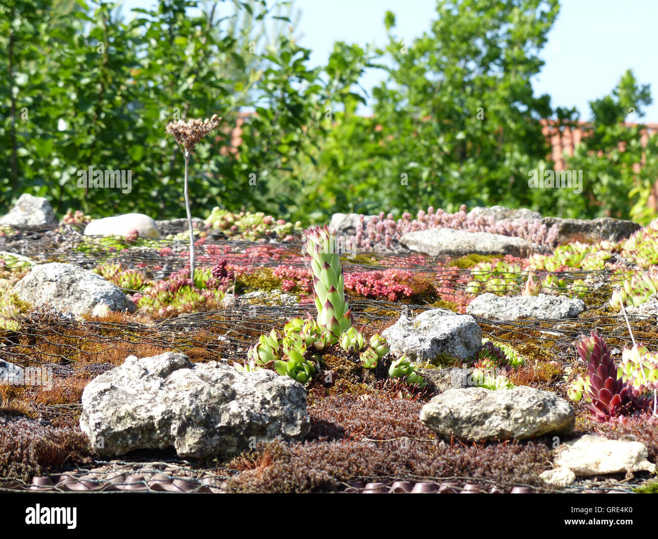 Houseleek roof hi-res stock photography and images - Alamy