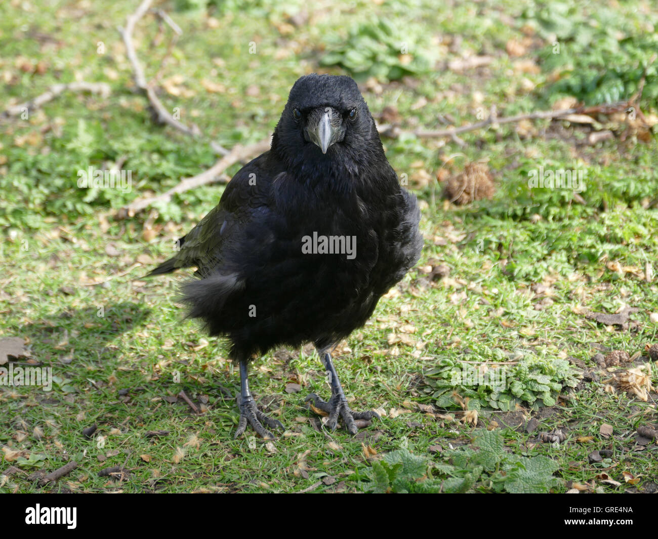 Common Raven, Corvus Corax Stock Photo - Alamy
