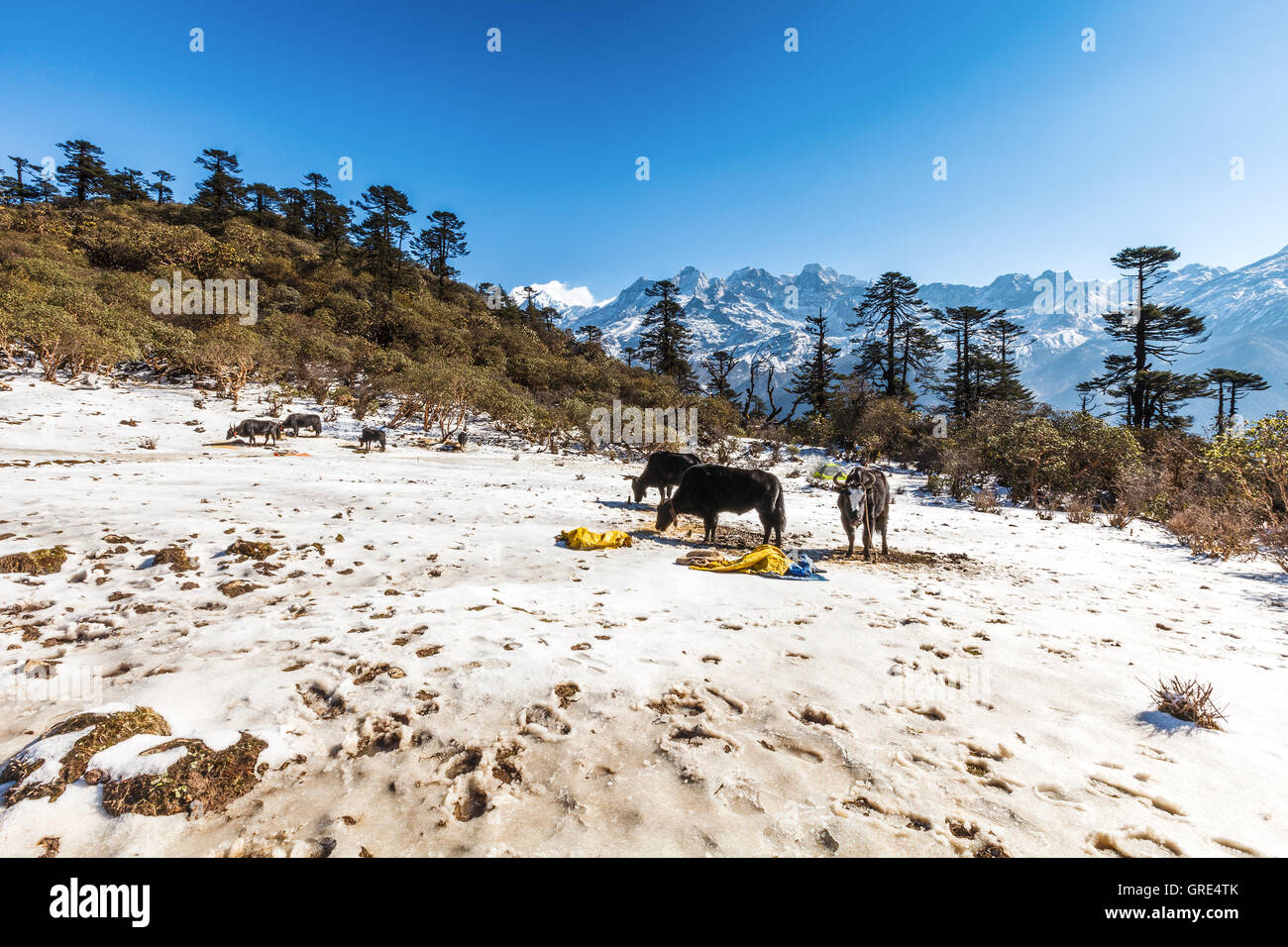 Phedang view point at Kanchenjunga National Park Stock Photo - Alamy