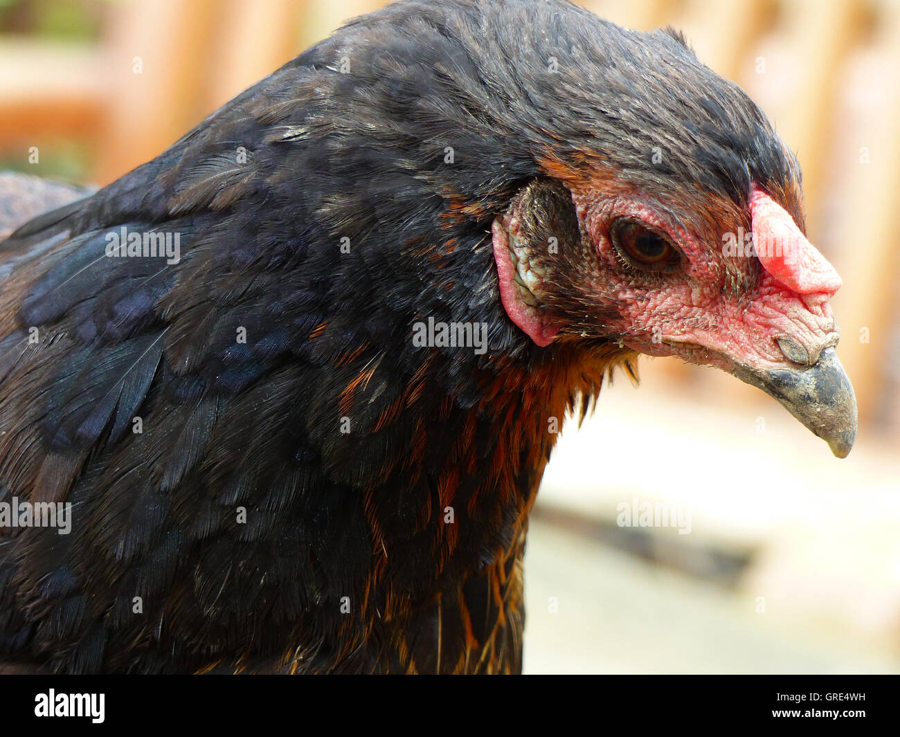 Araucana Hen Black