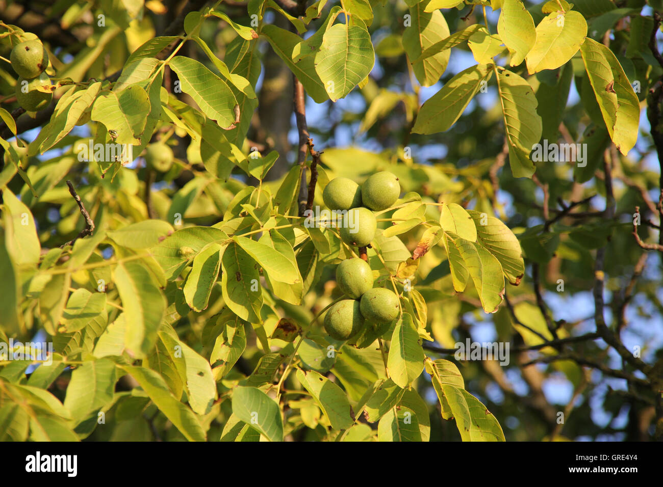 In the walnut tree hi-res stock photography and images - Alamy