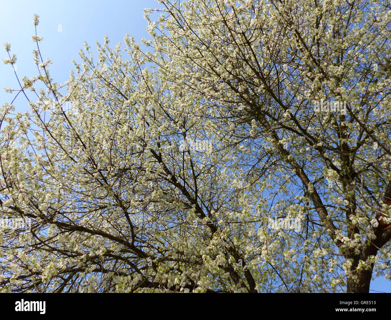 Ornamental tree hi-res stock photography and images - Alamy