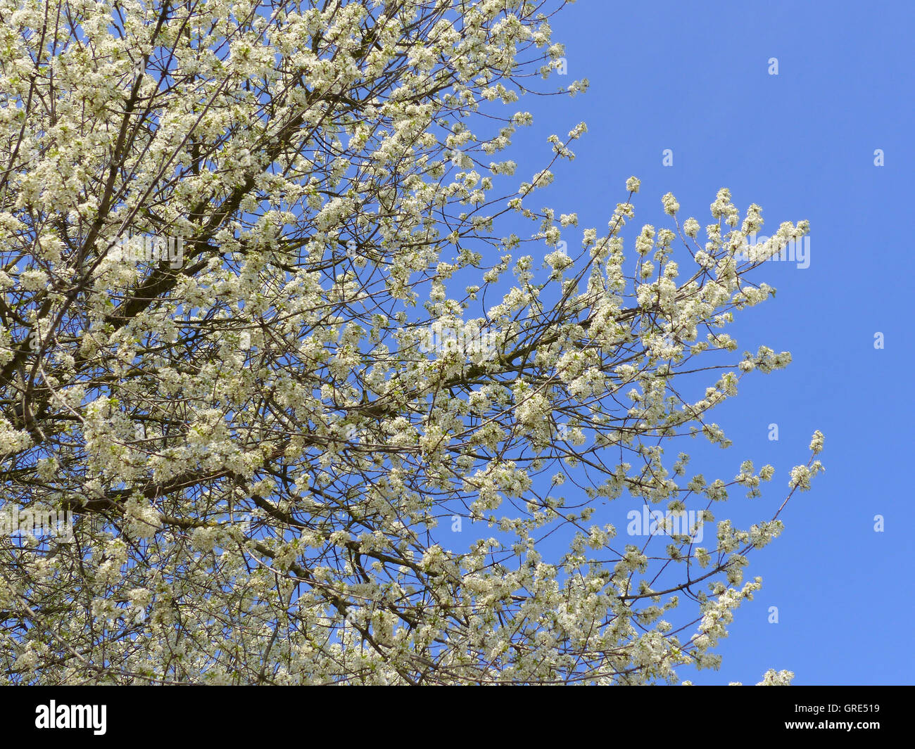 Ornamental tree hi-res stock photography and images - Alamy