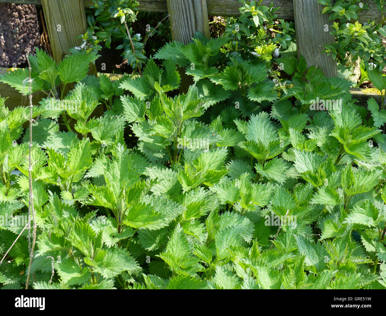 Fresh Stinging Nettles Growing On Garden Fence Stock Photo - Alamy