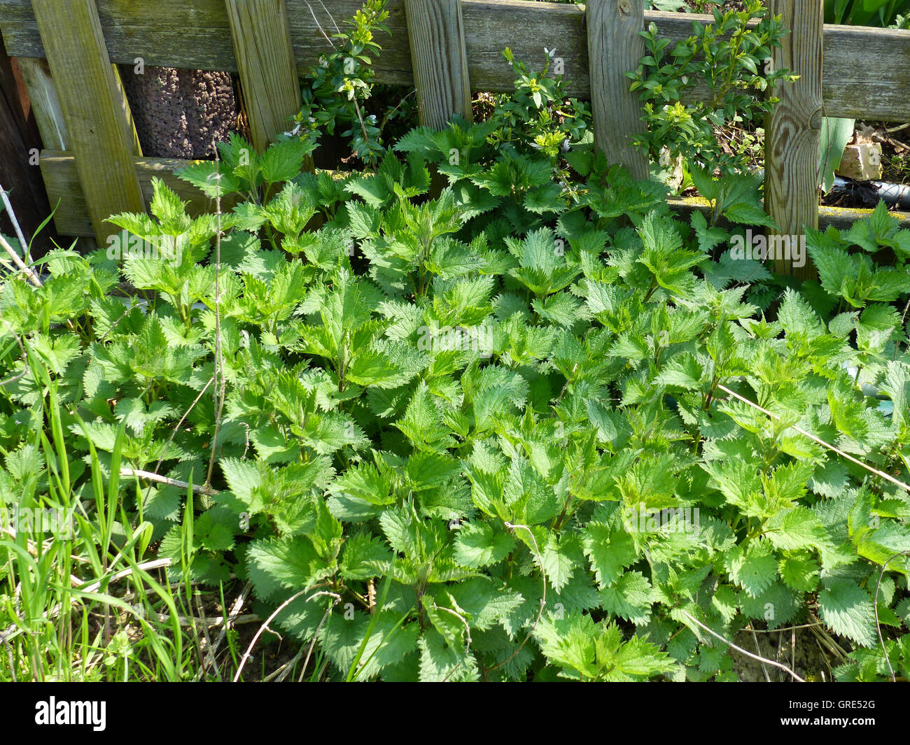 Fresh Stinging Nettles Growing On Garden Fence Stock Photo - Alamy