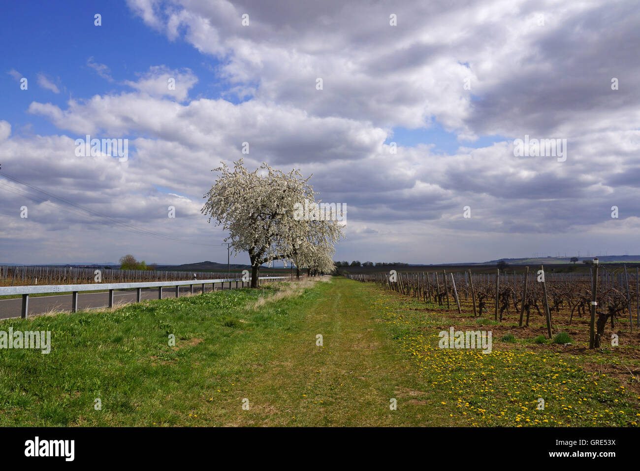Trees alongside road hi-res stock photography and images - Alamy